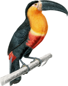 Botania - Grupo Larrumba