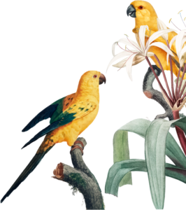 Botania - Grupo Larrumba